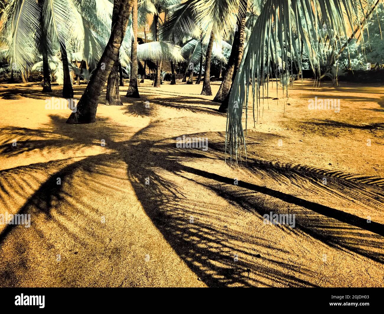 Palm trees with shadows hi-res stock photography and images - Alamy