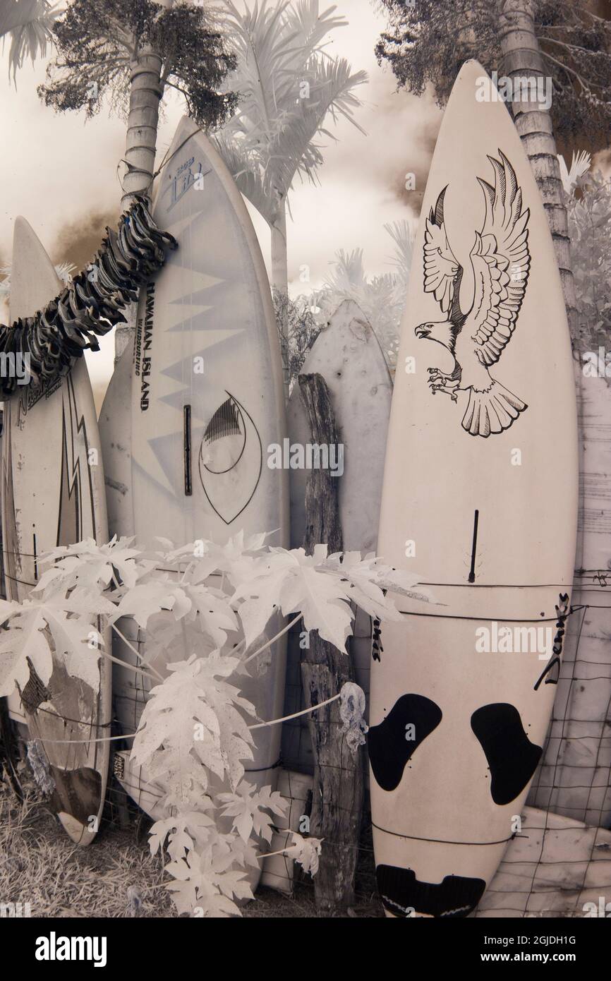 USA, Hawaii, Maui. Infrared image of surfboard fence line in palm trees ...