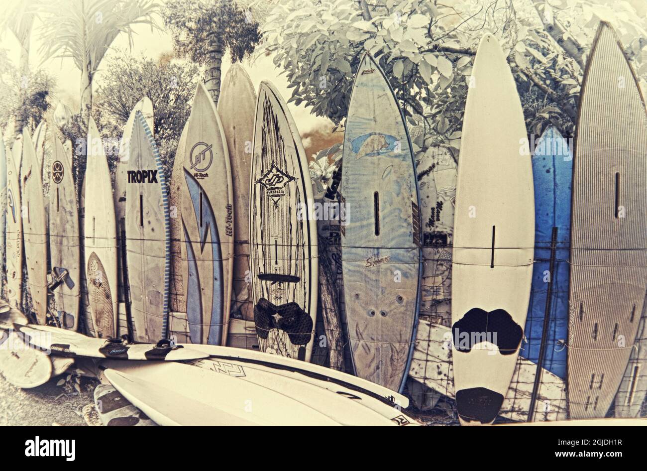 USA, Hawaii, Maui. Infrared image of surfboard fence line in palm trees ...