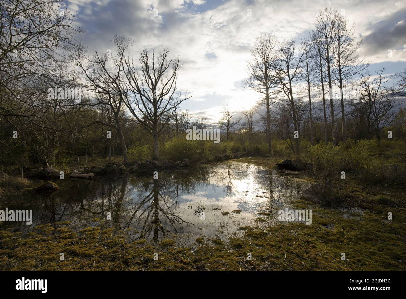Nature on the island Oland (Swedish: Oland) Photo: Fotograferna ...