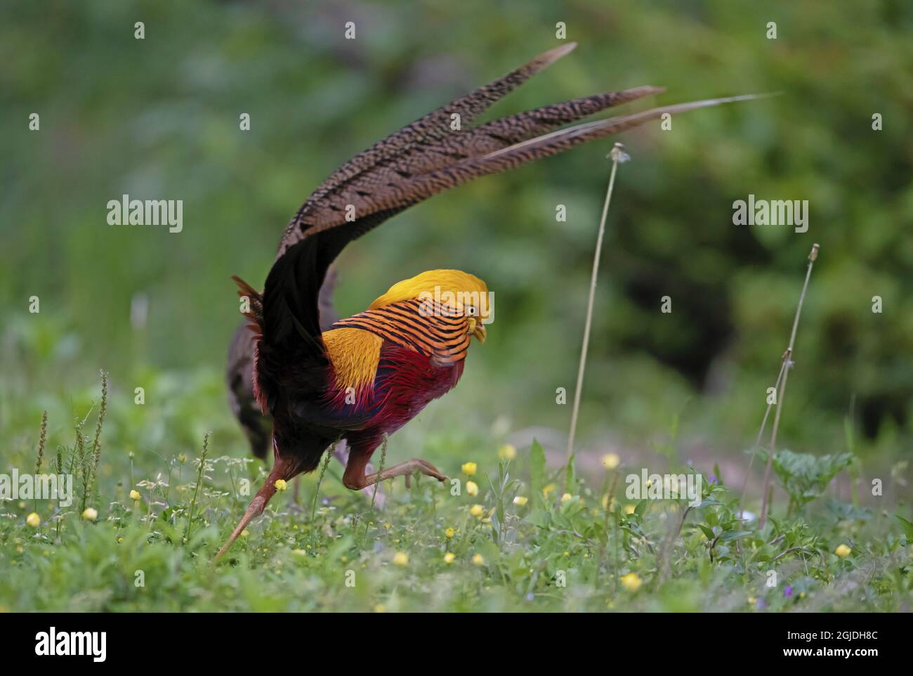 Golden Pheasant (Chrysolophus pictus). Photo: Magnus Martinsson / TT ...