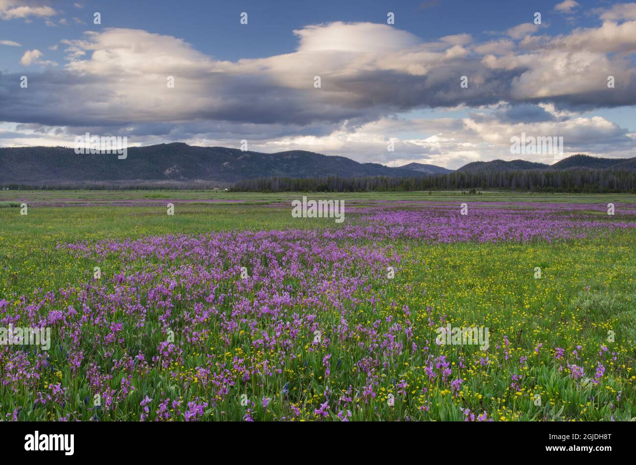 USA, Idaho. Shooting star wildflowers blooming in Elk Meadows, Salmon ...