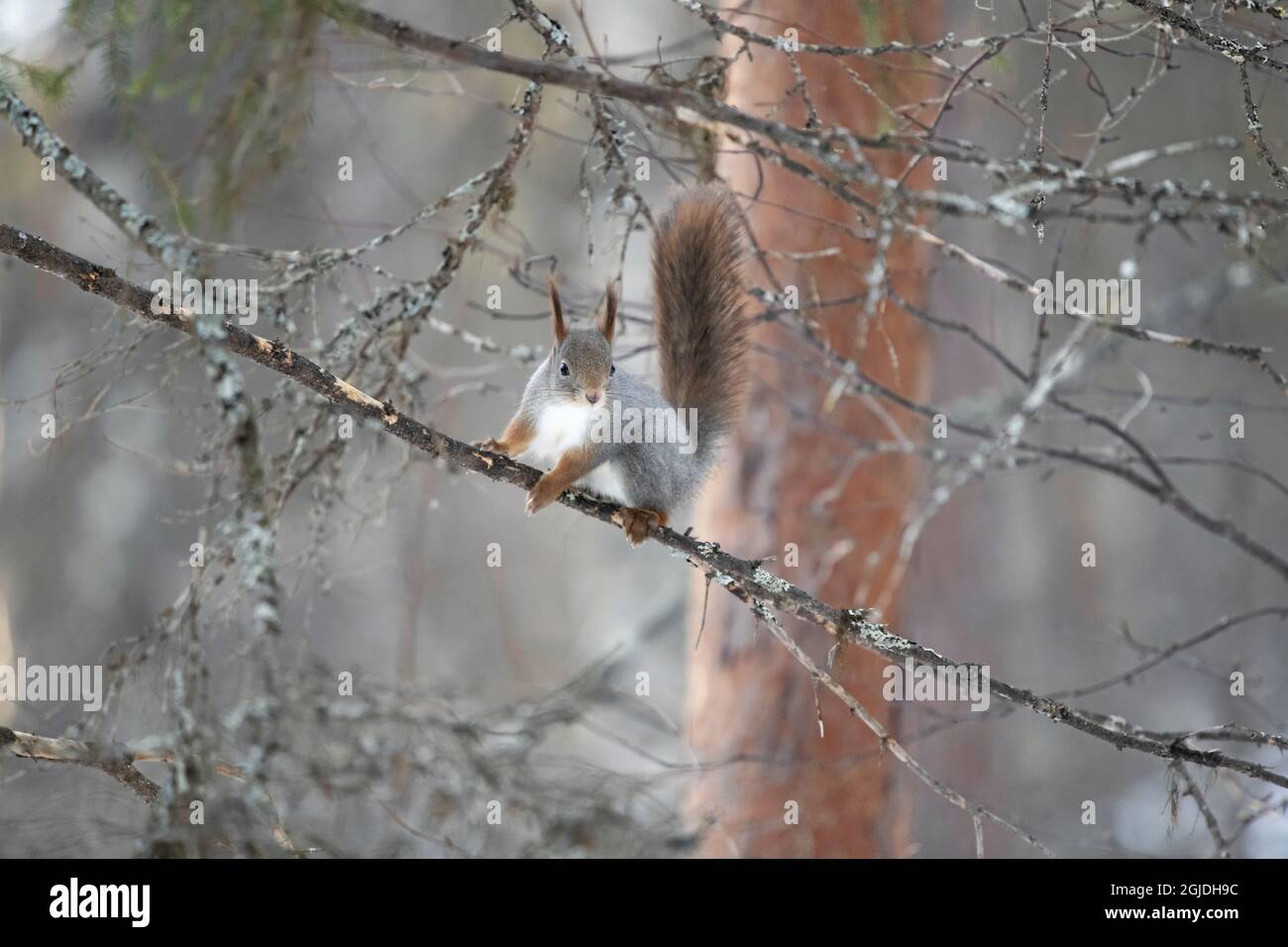 News animals squirrel hi-res stock photography and images - Alamy