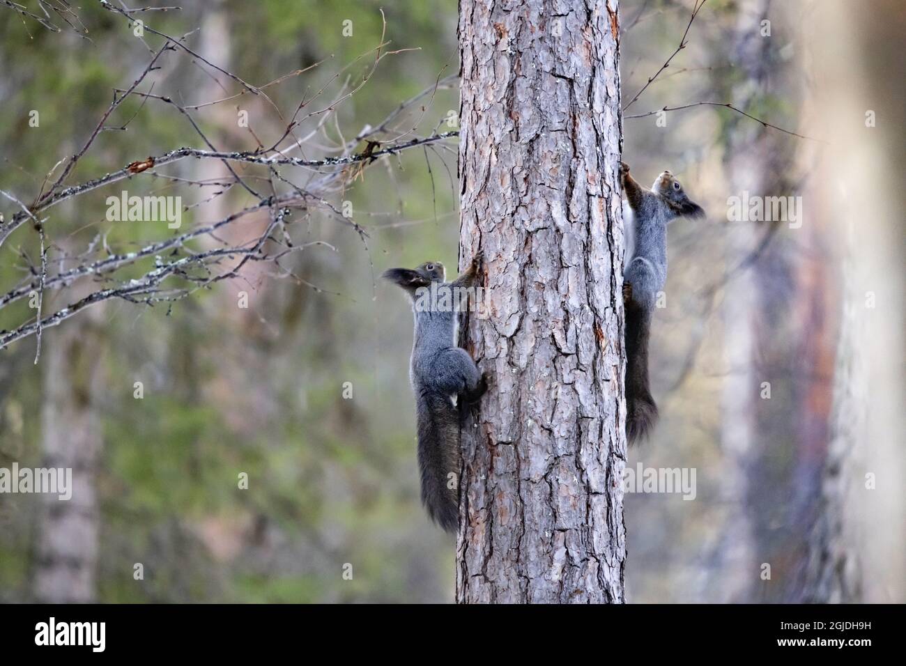 Eurasian Red Squirrel (Sciurus vulgaris). Syn European Tree Squirrel ...