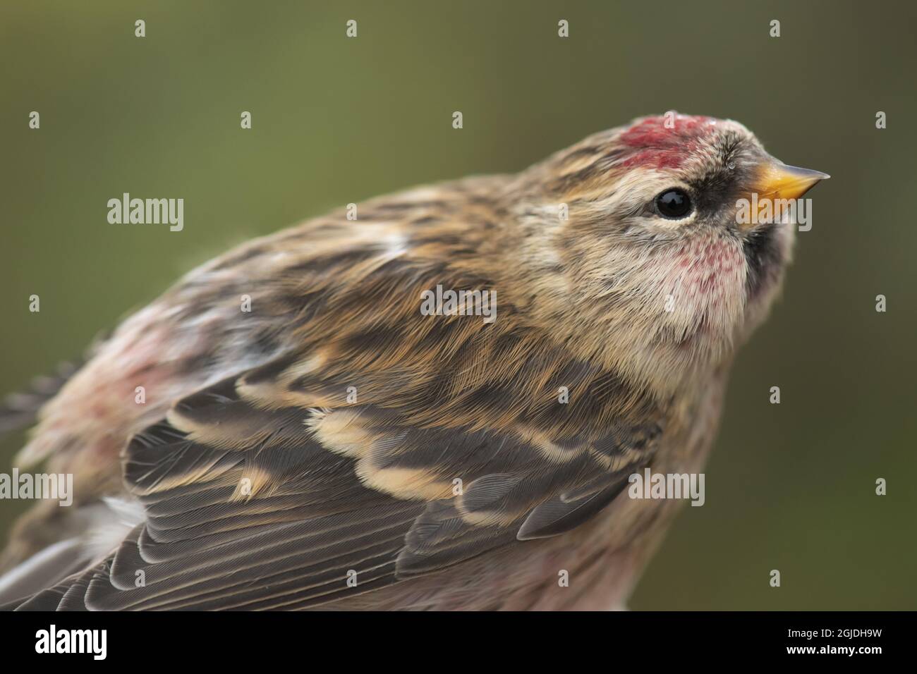 Statius muller 1776 hi-res stock photography and images - Alamy