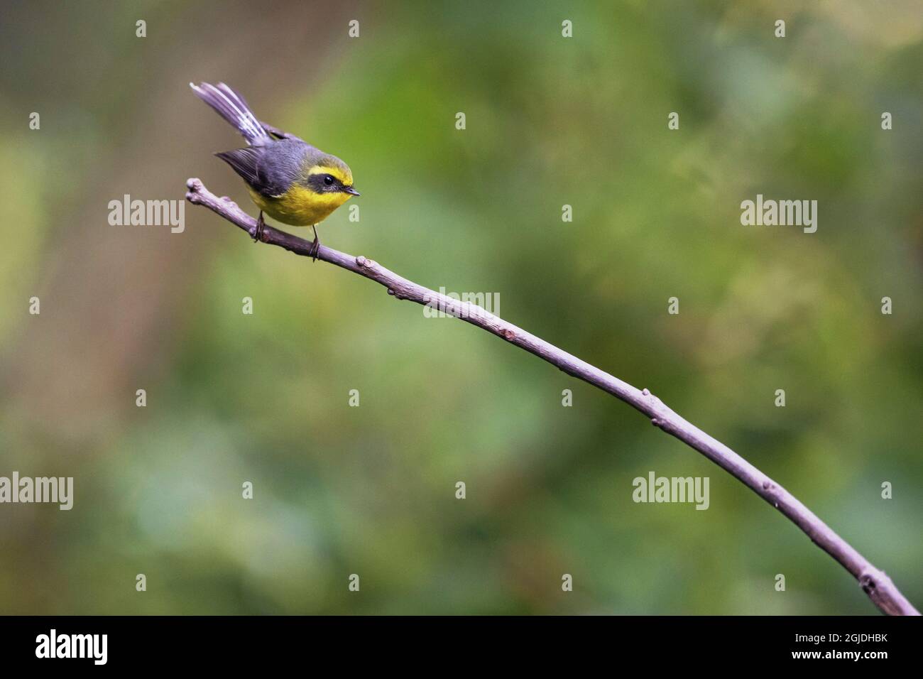 Yellow-bellied Fairy-Fantail (Chelidorhynx hypoxanthus). Syn Yellow ...