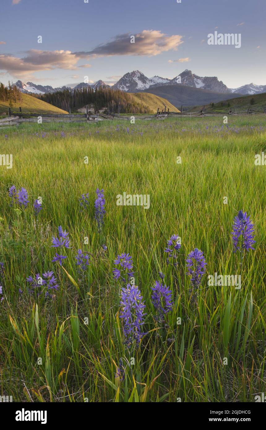 USA, Idaho. Meadows of common camas, Stanley Basin Sawtooth Mountains ...