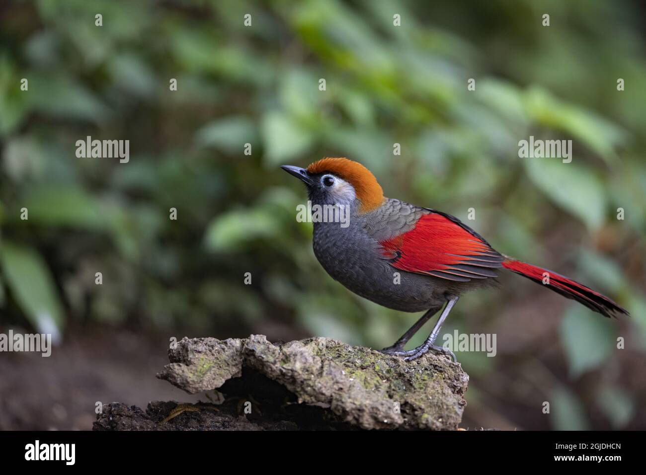 Red-tailed Laughingthrush (Trochalopteron milnei). Photo: Magnus ...