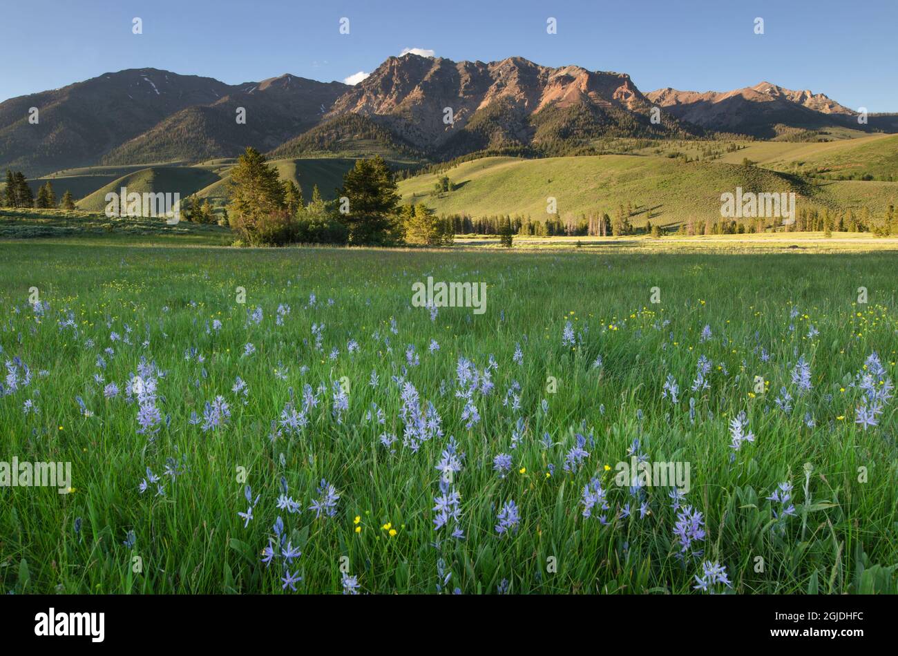 USA, Idaho. Boulder Mountains wildflower meadows Stock Photo - Alamy