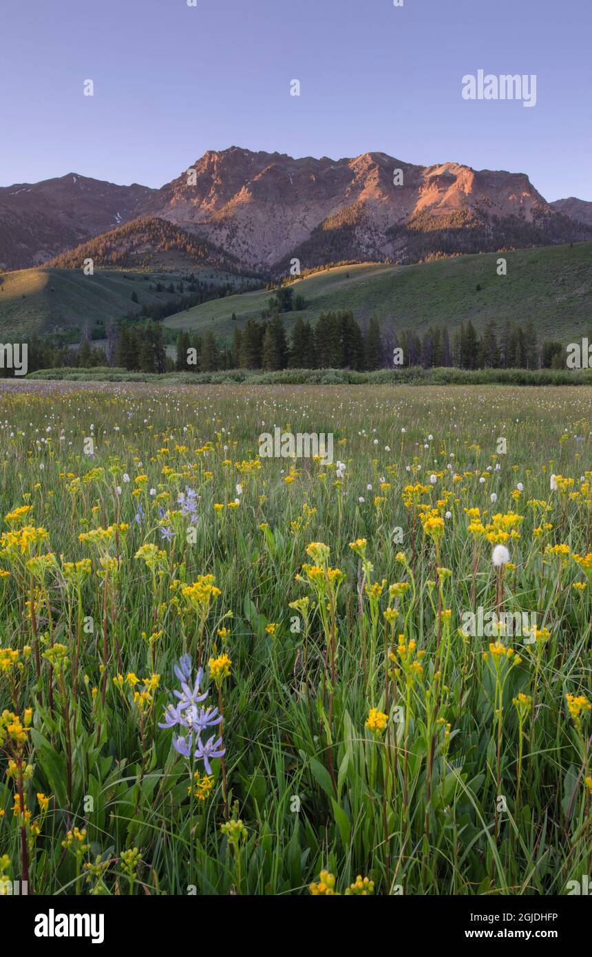 USA, Idaho. Boulder Mountains wildflower meadows Stock Photo - Alamy