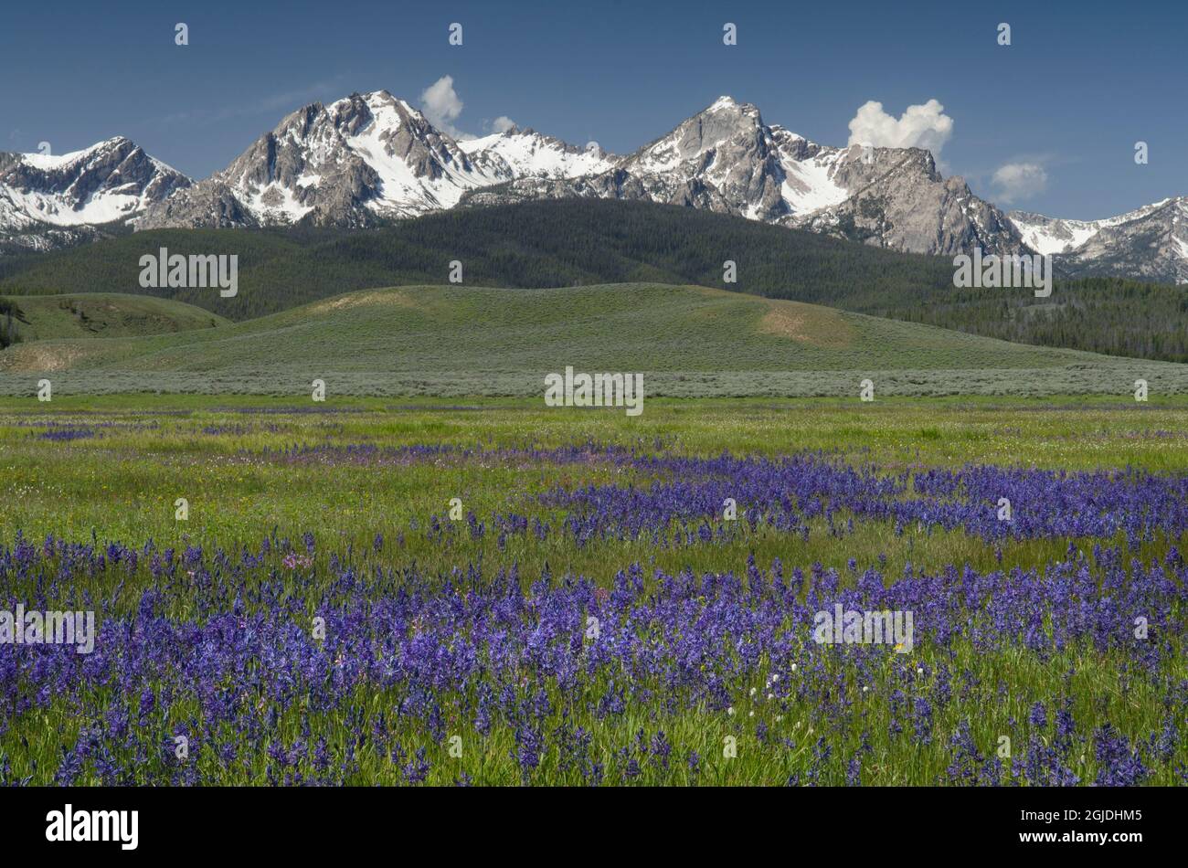 Camas wetland hi-res stock photography and images - Alamy