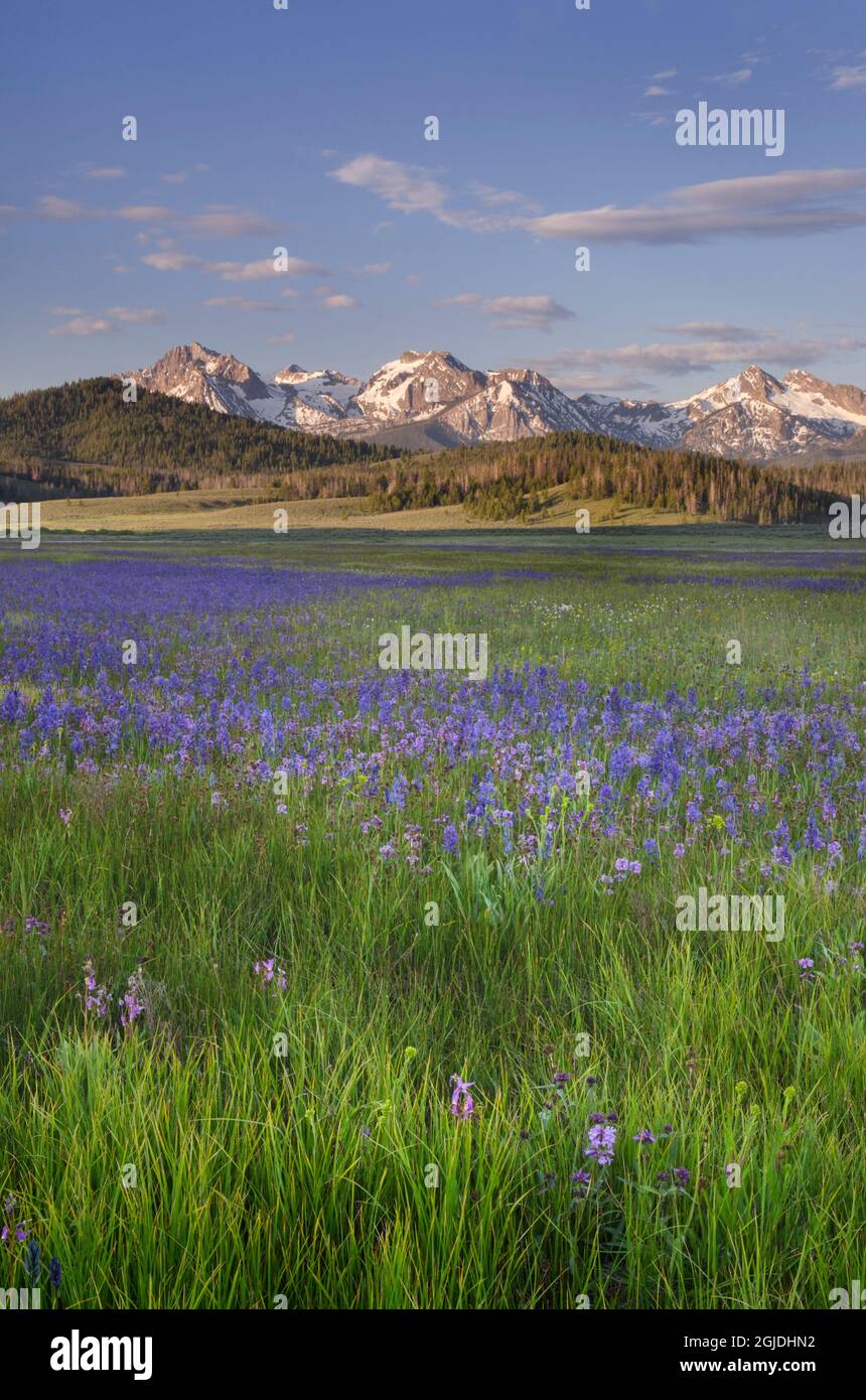 USA, Idaho. Meadows of common camas, Stanley Basin Sawtooth Mountains ...