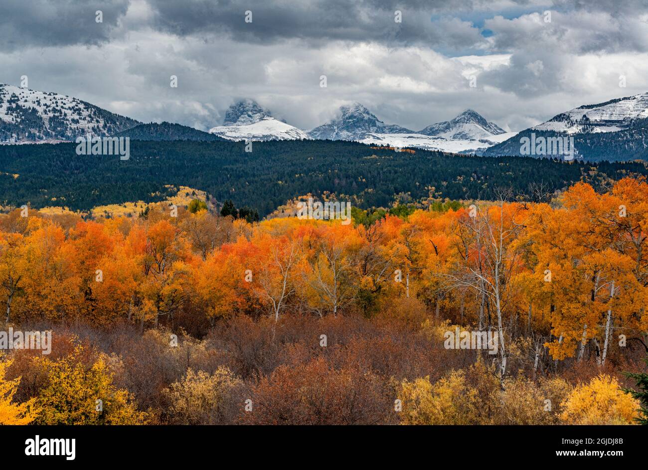 Orange and yellow Aspens with snow-covered Teton Mountains as seen from ...