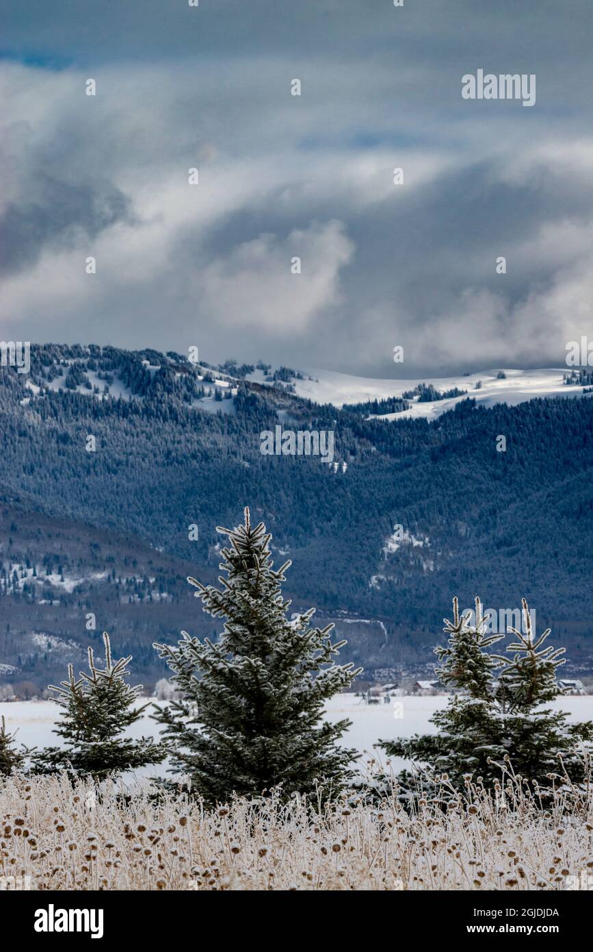 Evergreen trees in winter with Teton Mountains in distance, Driggs ...