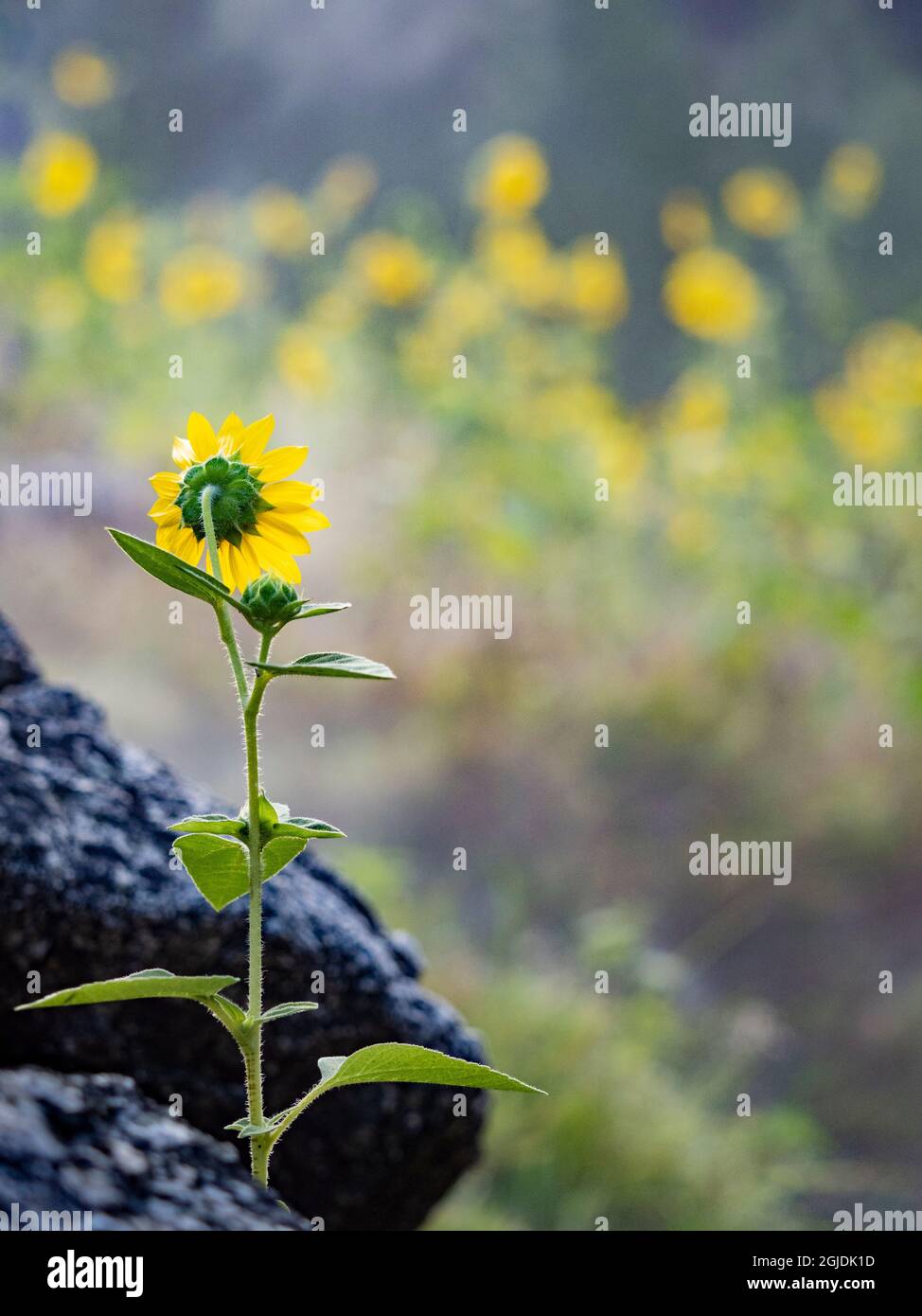 Wild sunflowers helianthus annuus hi-res stock photography and images ...