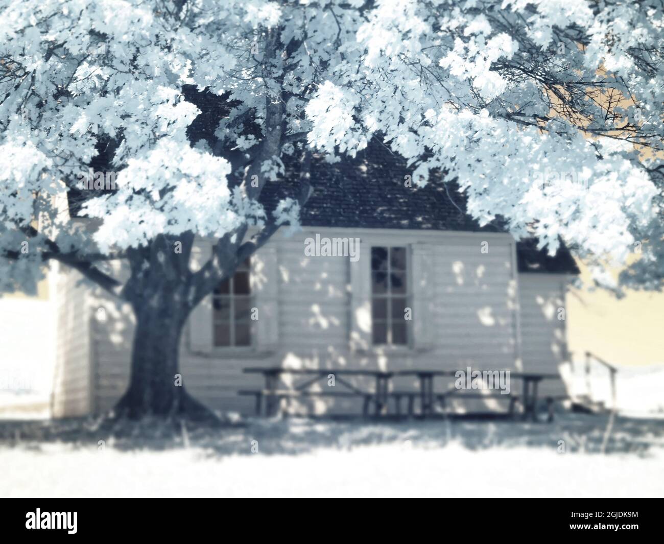 Old church with old oak trees surrounding it Stock Photo - Alamy