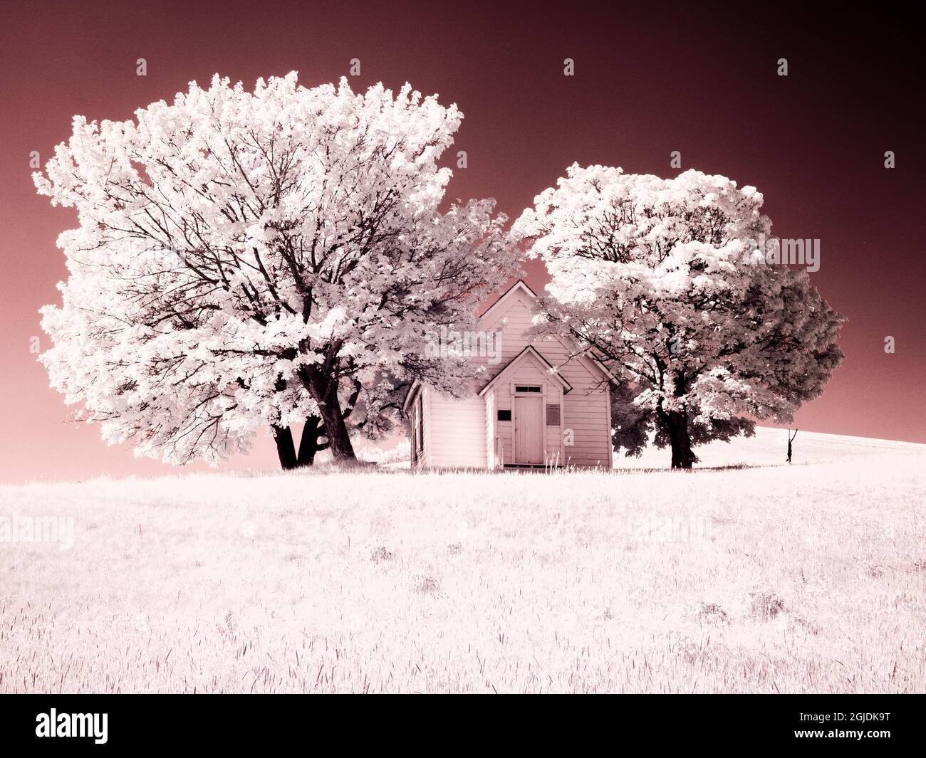 Old church with old oak trees surrounding it Stock Photo - Alamy