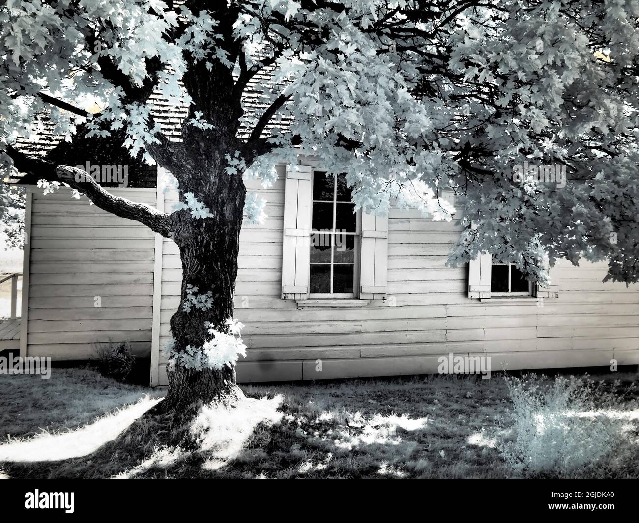 Old church with old oak trees surrounding it Stock Photo - Alamy
