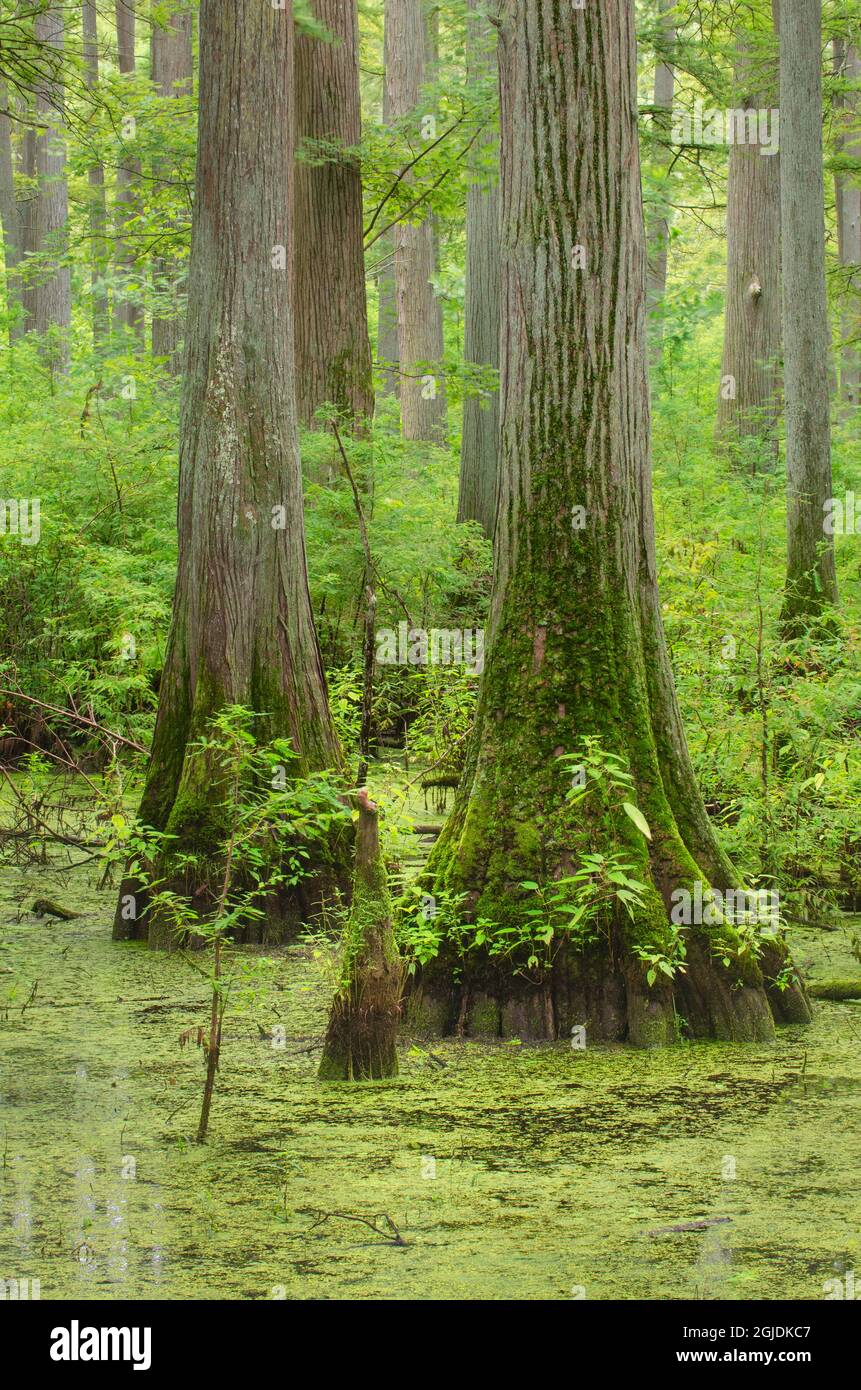 Cache river state natural area illinois hi-res stock photography and ...