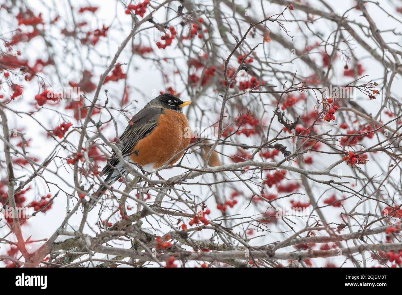 Robin in hawthorn tree hi-res stock photography and images - Alamy