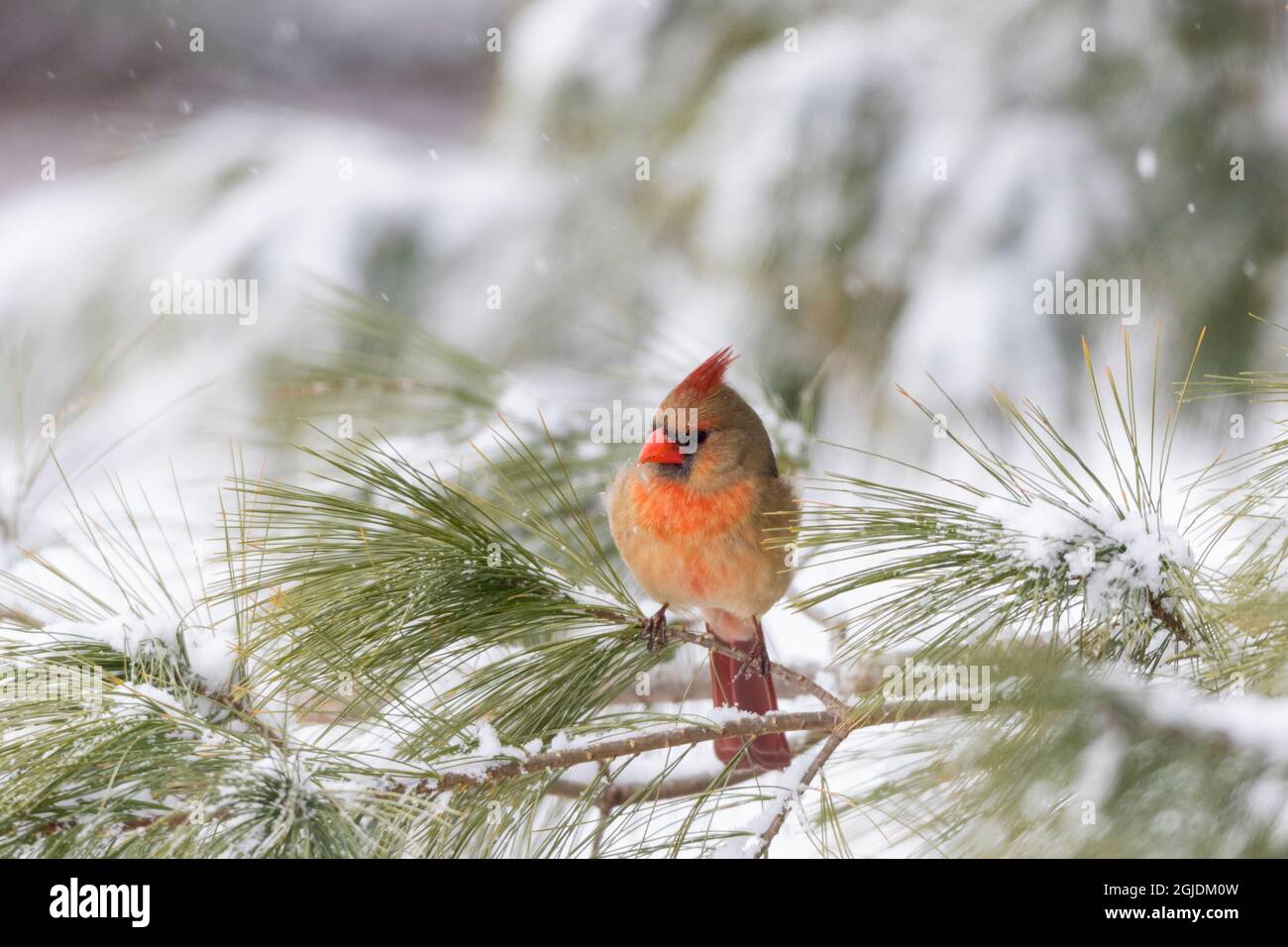 Cardinal in pine tree hi-res stock photography and images - Alamy
