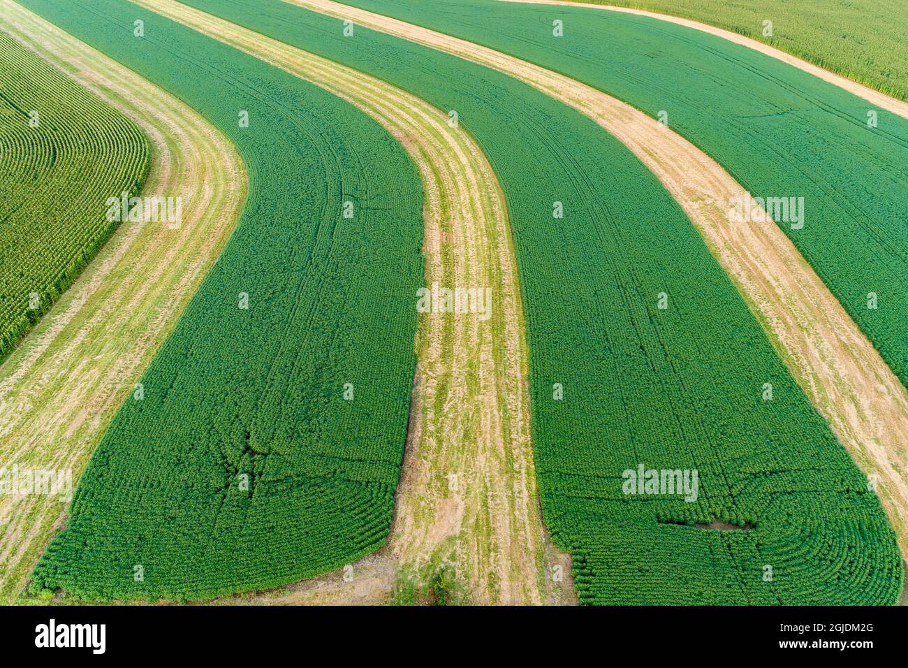 Soybean field illinois hi-res stock photography and images - Alamy