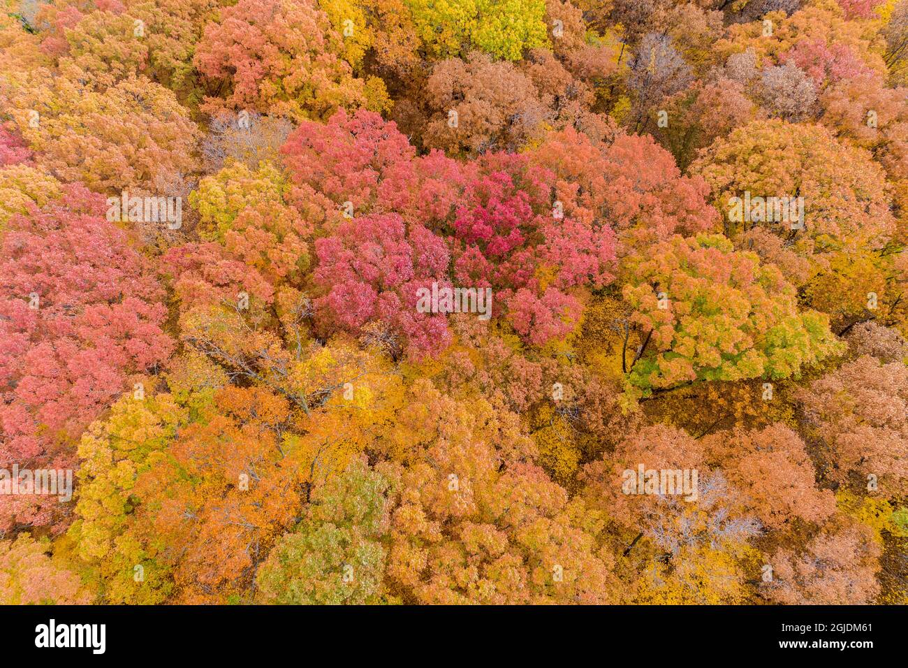 Aerial view of fall color trees, Stephen A. Forbes State Park, Marion ...
