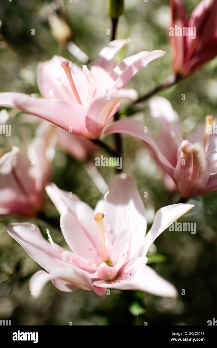 Elodie lilies in a garden. Photo: Erik Simander / TT / code 11720 Stock ...