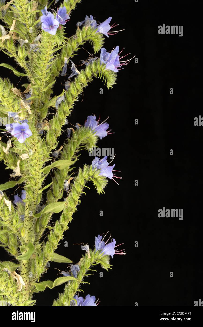 Viper's bugloss, Blue weed or blue thistle Photo: Kjell-Arne Larsson ...