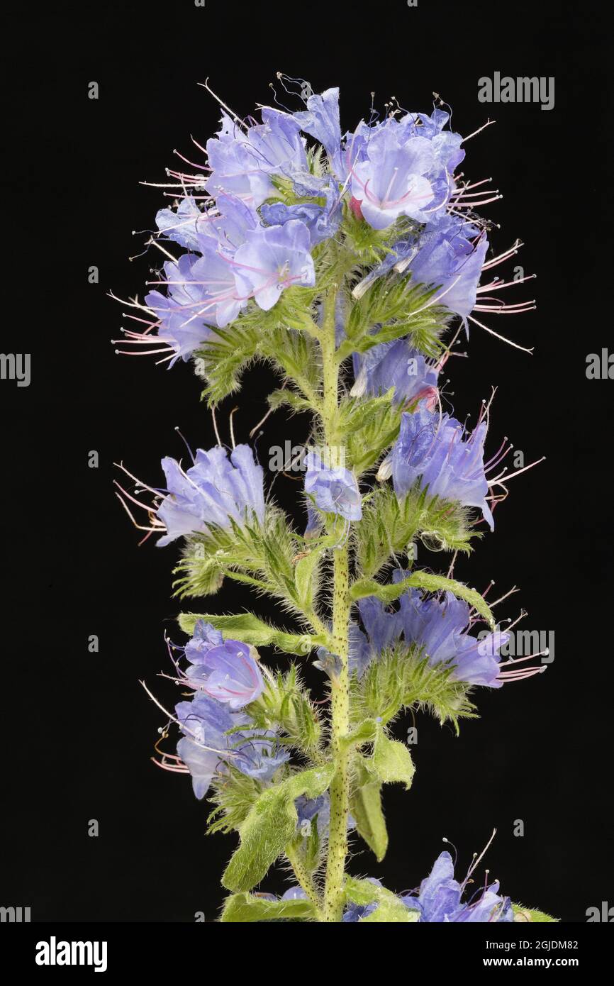 Viper's bugloss, Blue weed or blue thistle Photo: Kjell-Arne Larsson ...