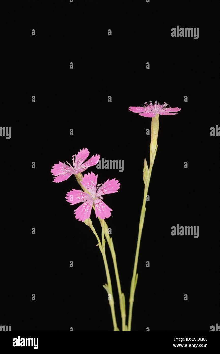 Pink code hi-res stock photography and images - Alamy