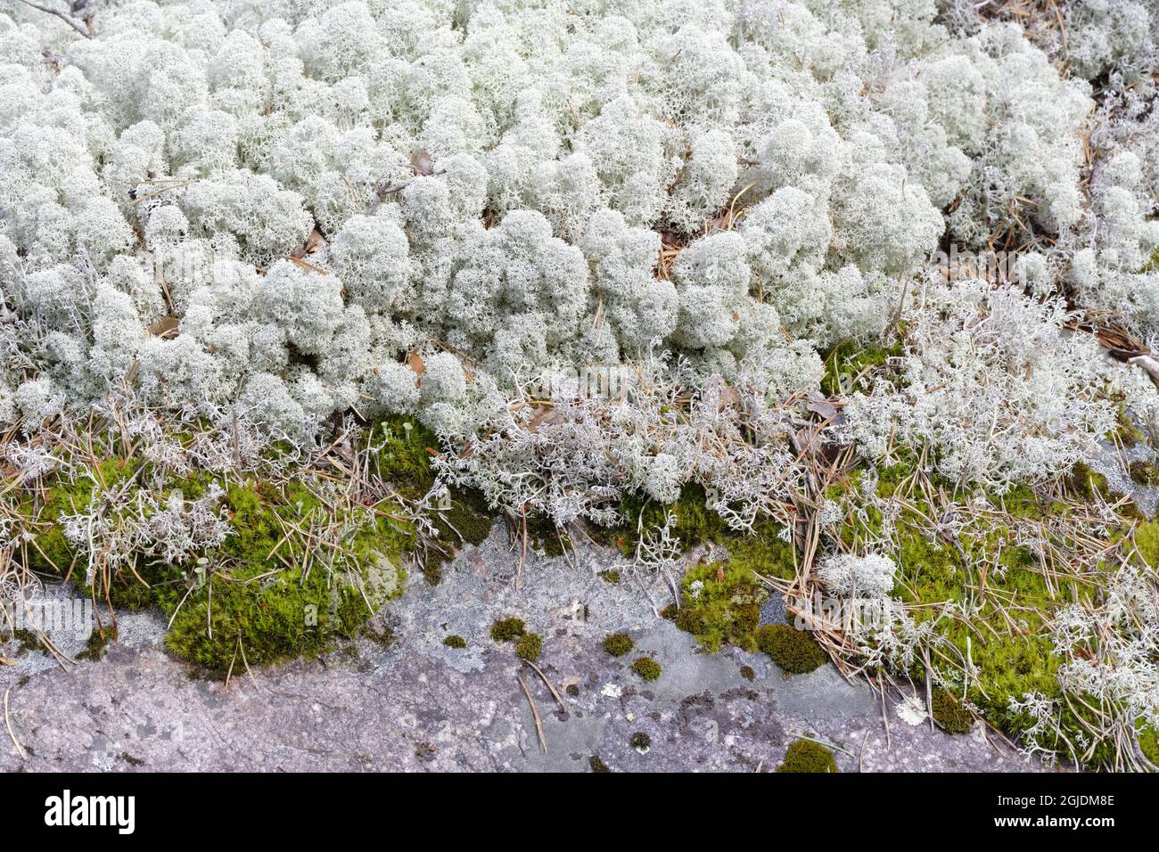Reindeer moss or reindeer lichen and grey reindeer lichen Photo: Kjell ...