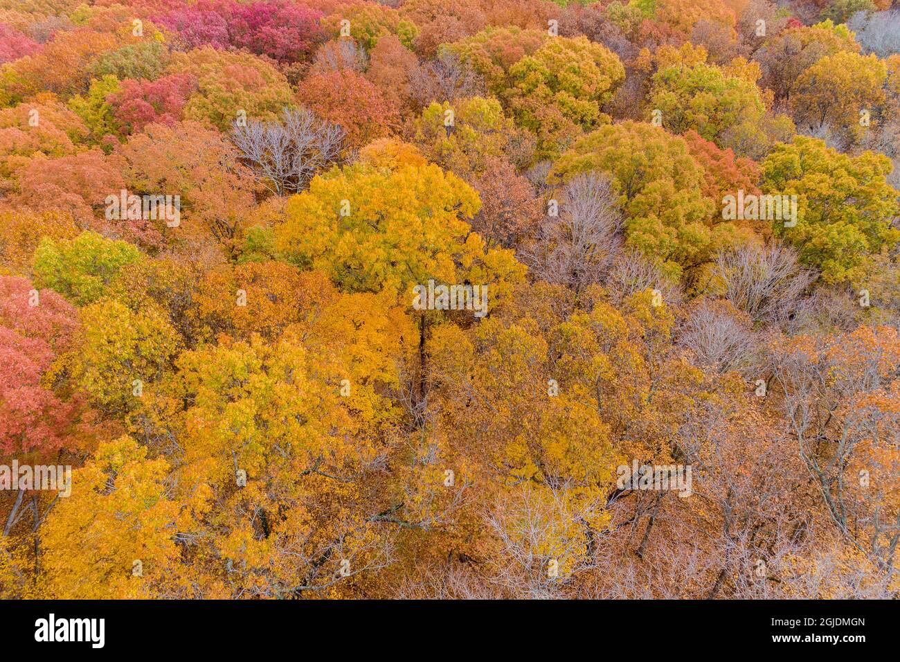 Aerial view of fall color trees Stephen A. Forbes State Park. Marion ...