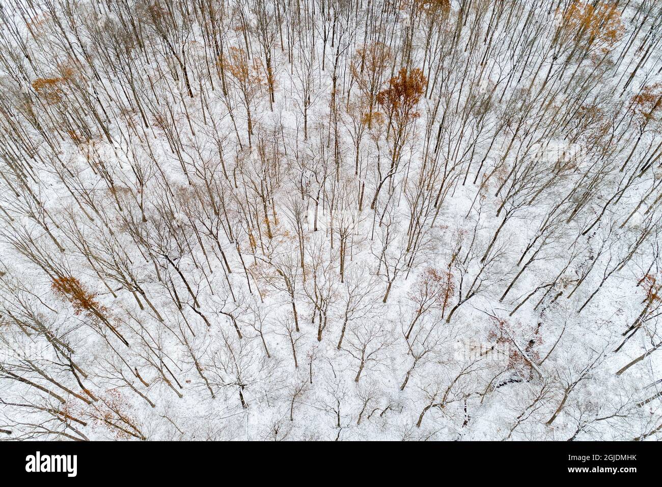 Trees with snowfall aerial view Stephen A. Forbes State Park. Marion ...