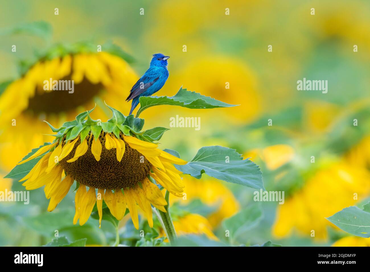 Indigo Bunting (Passerina cyanea) male on Sunflower Sam Parr State Park ...