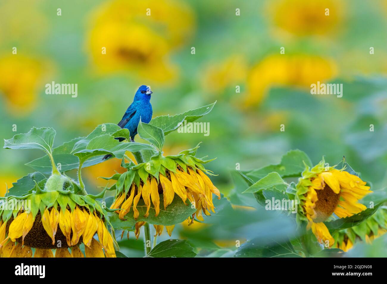 Indigo Bunting (Passerina cyanea) male on Sunflower Sam Parr State Park ...