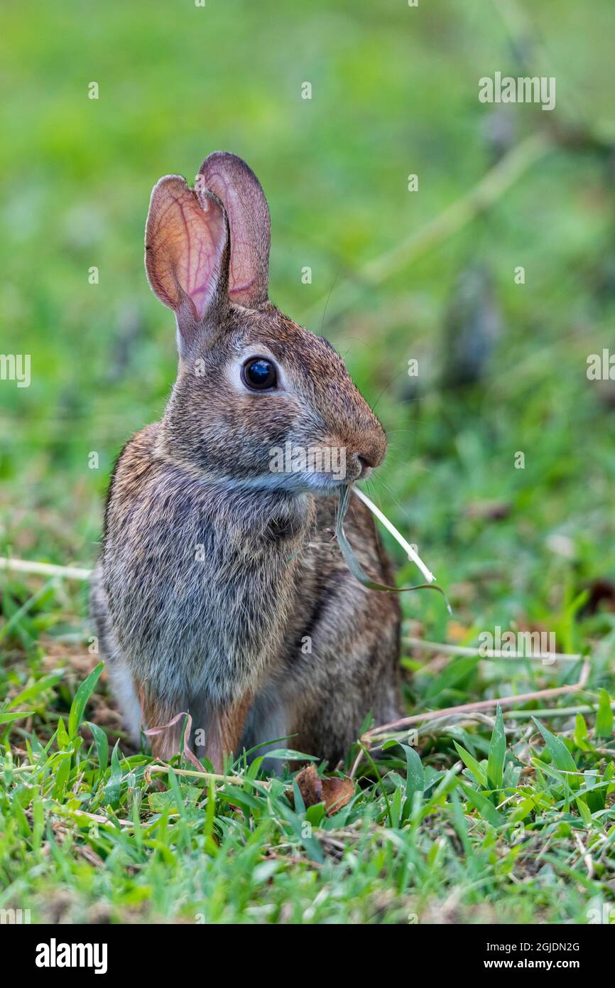 Eastern Cottontail (Sylvilagus floridanus) eating grass, Marion County ...