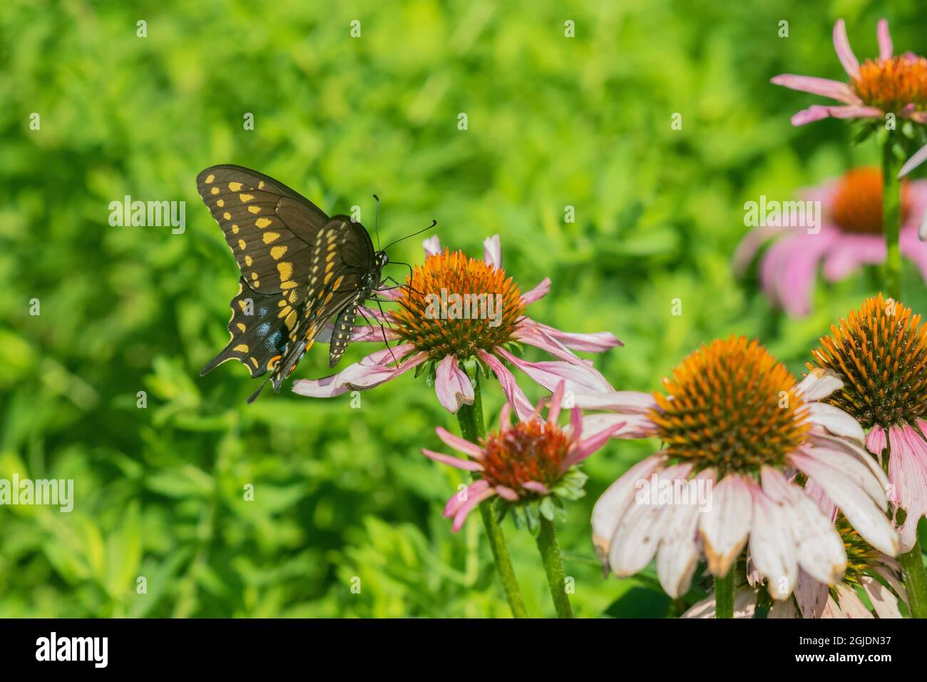 Black Swallowtail (Papilio polyxenes) male on Purple Coneflower ...