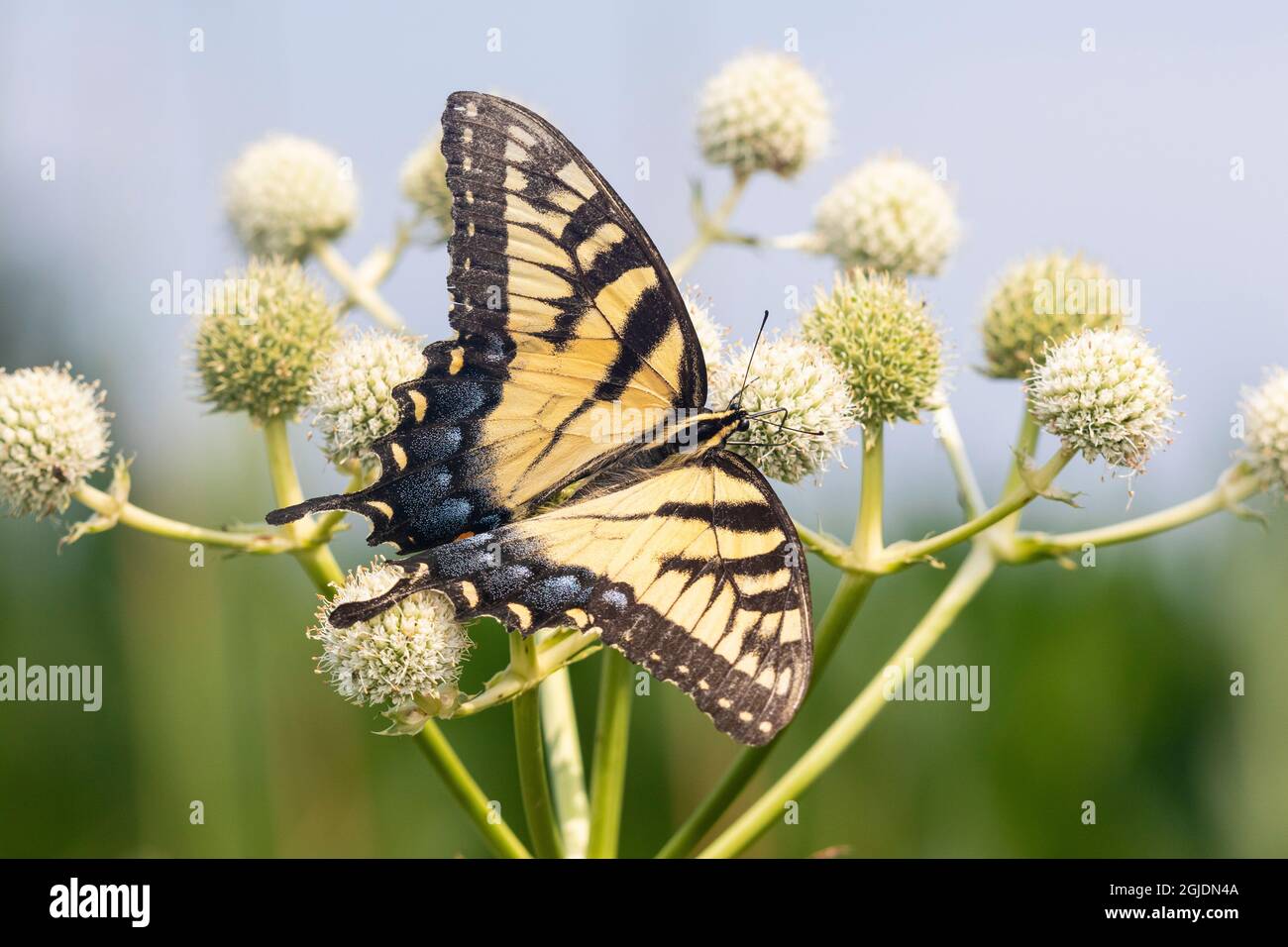 Eastern Tiger Swallowtail (Papilio glaucus) on Rattlesnake Master ...