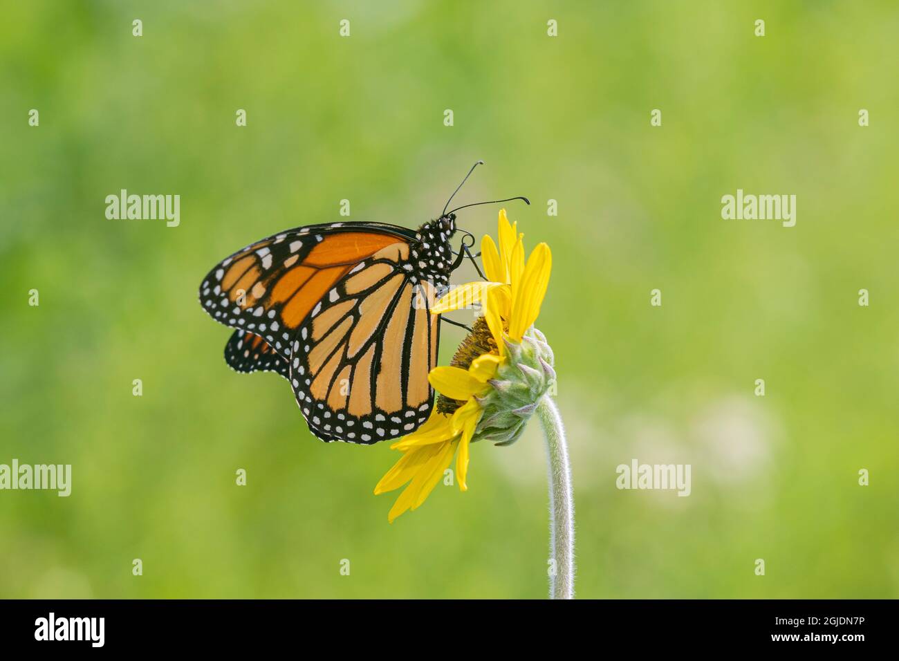 Monarch (Danaus plexippus) on Downy Sunflower (Helianthus mollis ...