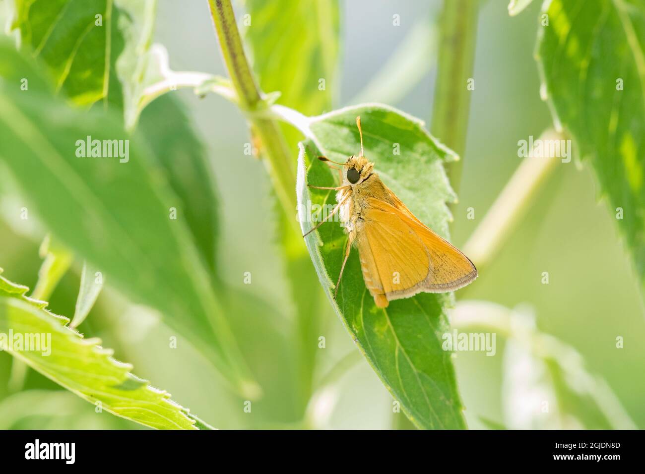 Susan Skipper High Resolution Stock Photography and Images - Alamy