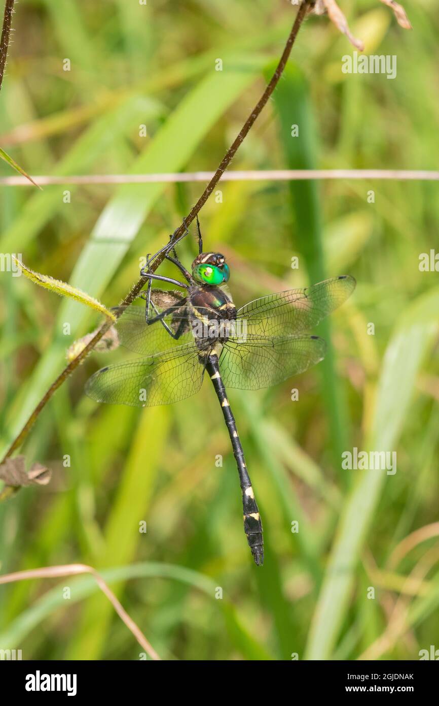 Macromia hi-res stock photography and images - Alamy