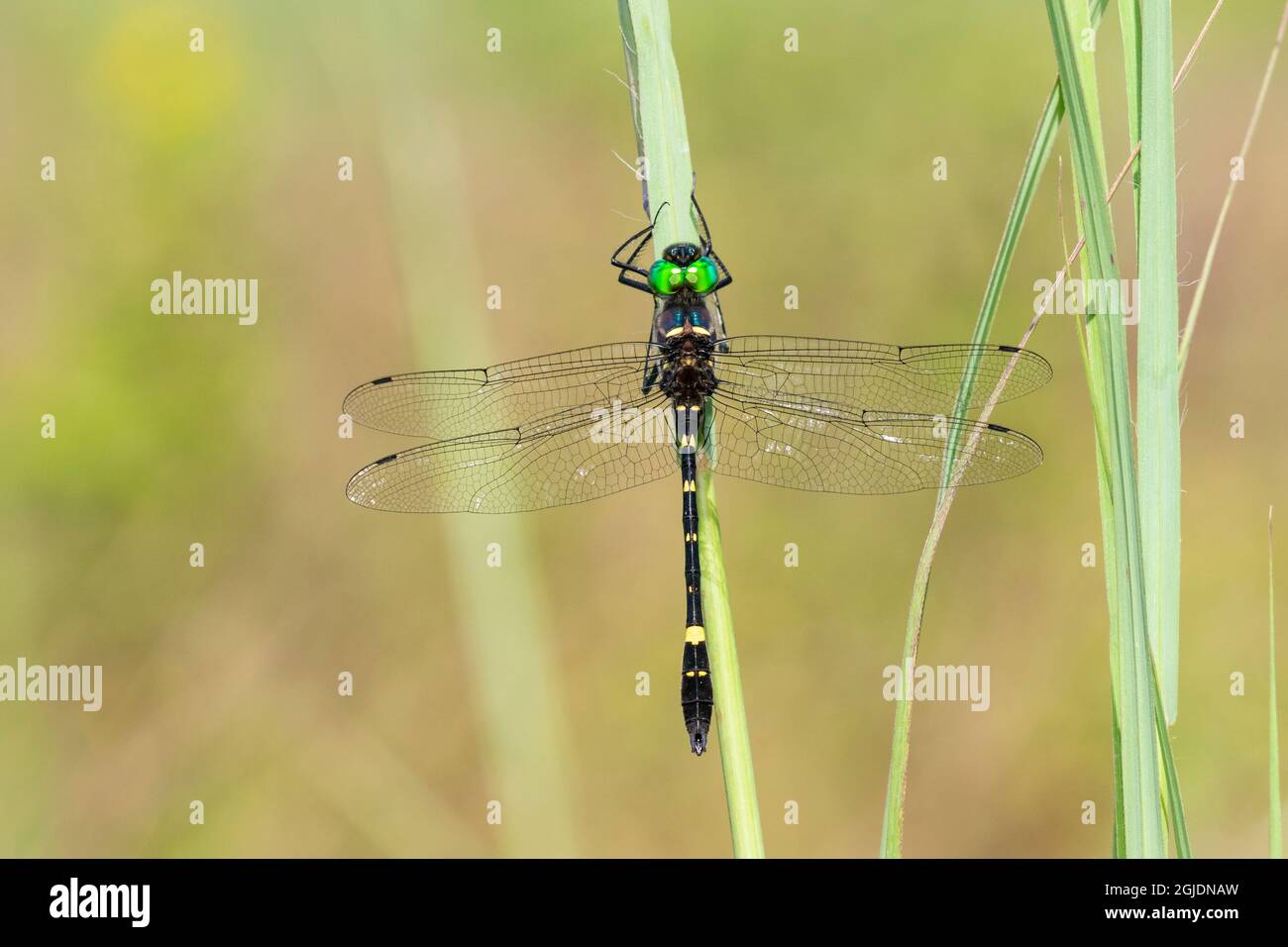 Macromia illinoiensis hi-res stock photography and images - Alamy