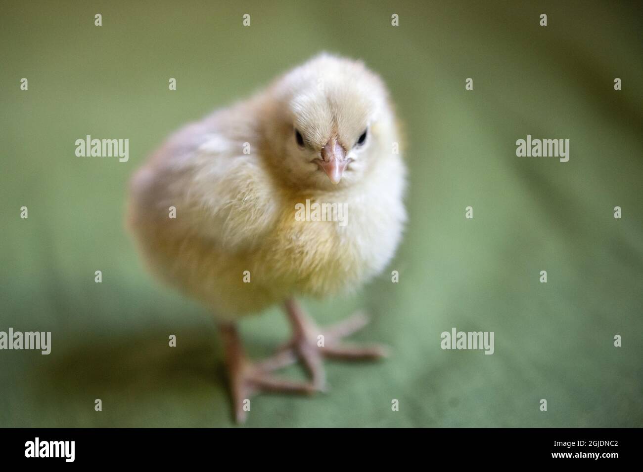 One week old chicken Photo: Christine Olsson / TT / code 11086 Stock ...