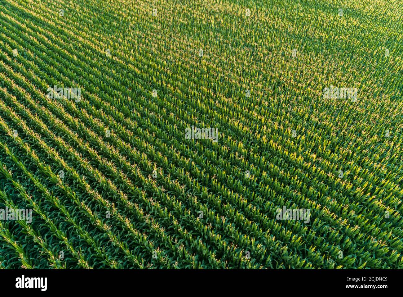 Aerial view of a corn field, Marion County, Illinois Stock Photo - Alamy