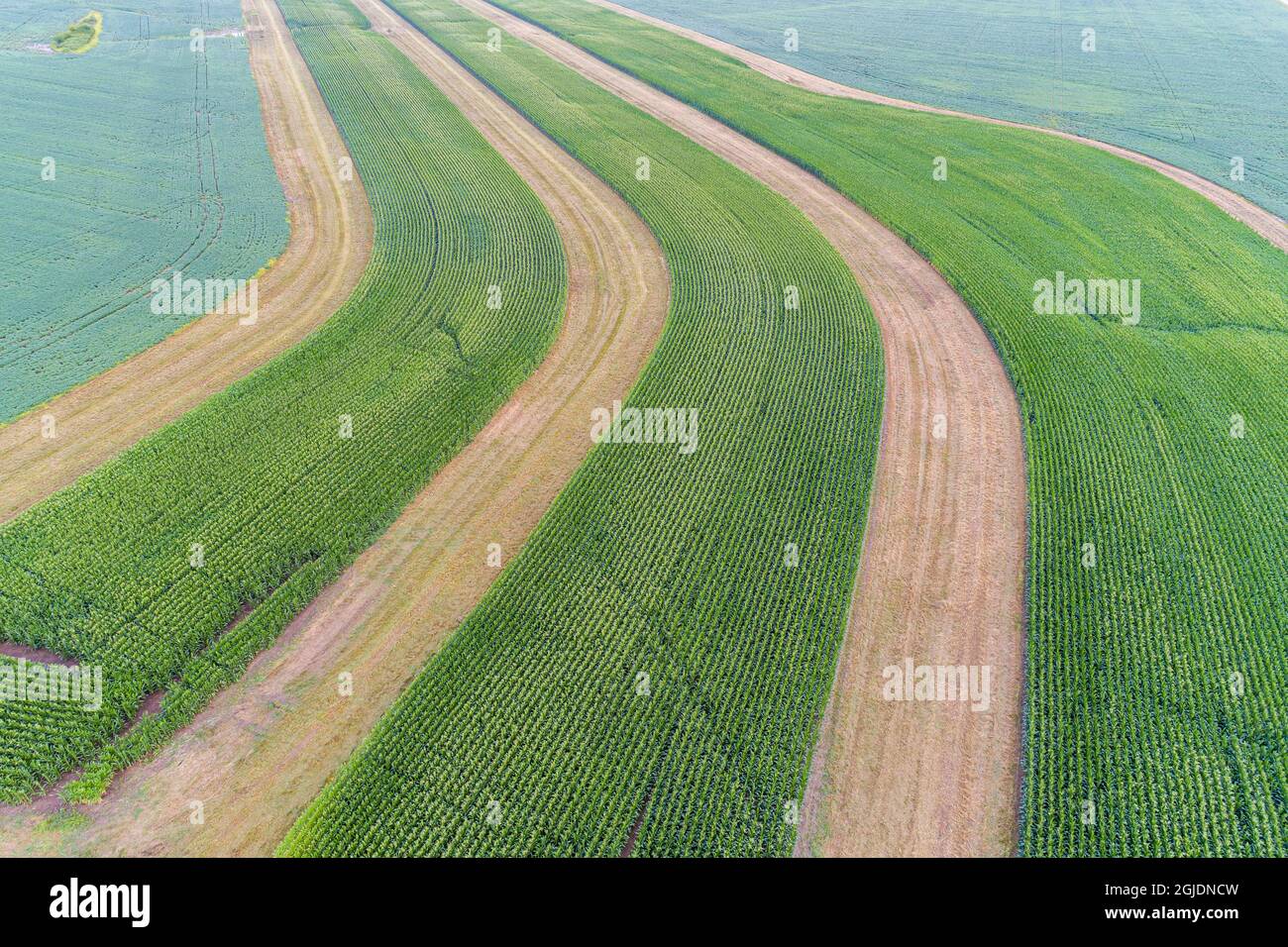 Aerial view of a corn field that has been terraced, Marion County ...