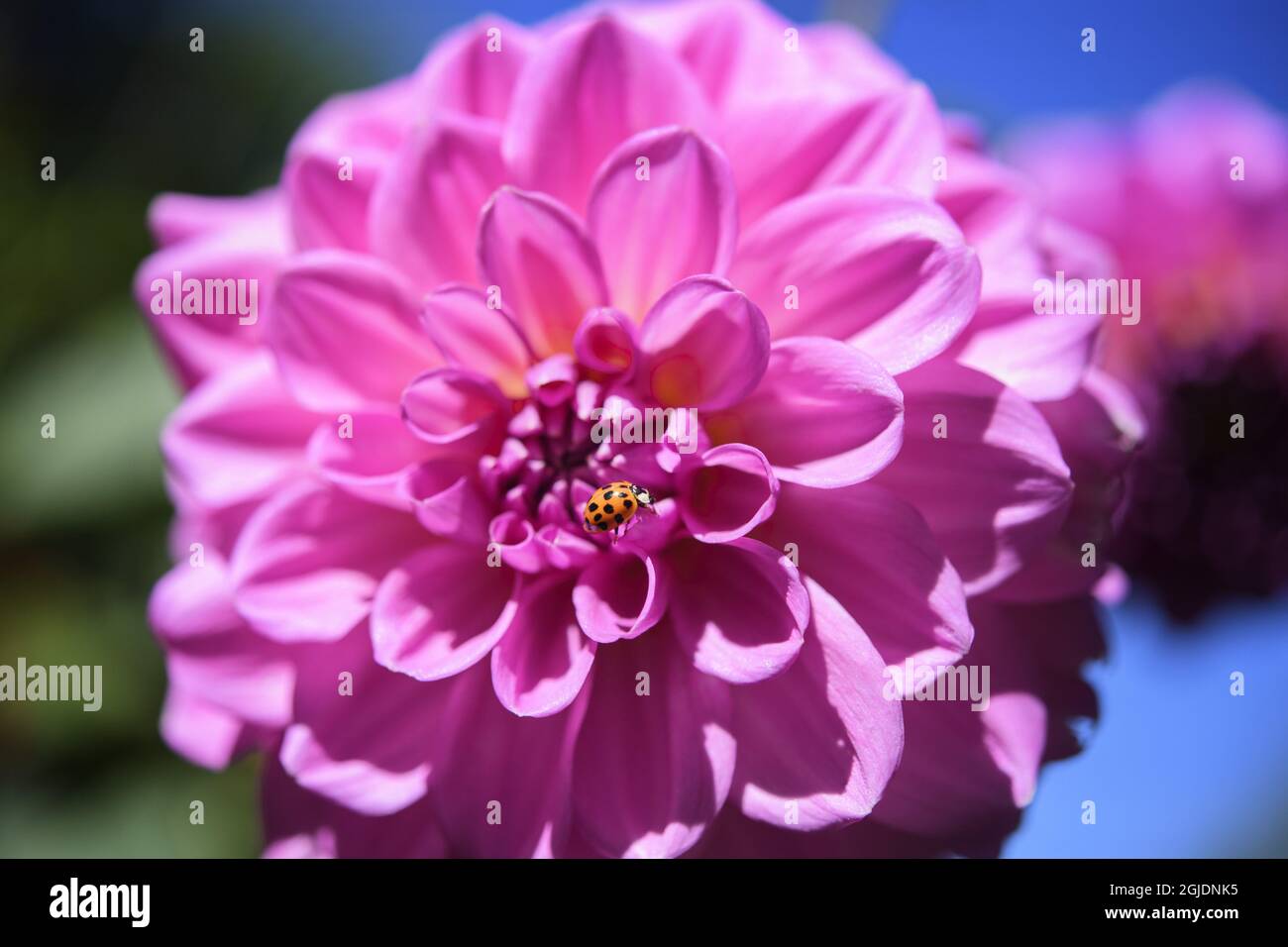 Dahlia Photo: Jessica Gow / TT / code 10070 Stock Photo - Alamy