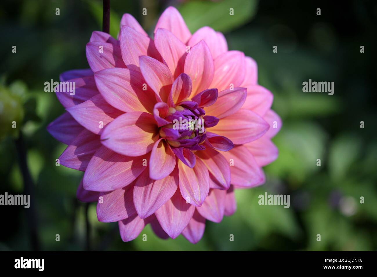 Dahlia Photo: Jessica Gow / TT / code 10070 Stock Photo - Alamy