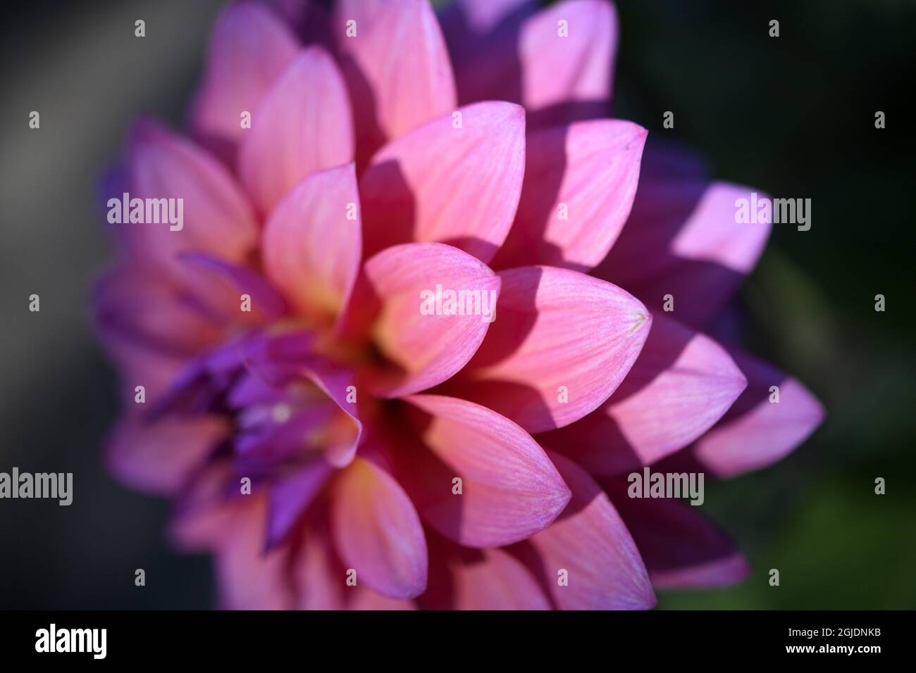 Dahlia Photo: Jessica Gow / TT / code 10070 Stock Photo - Alamy