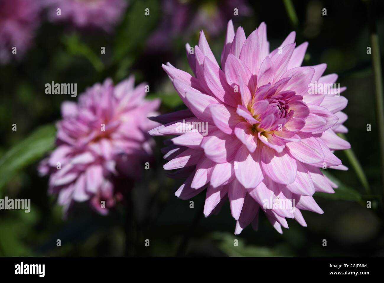 Dahlia Photo: Jessica Gow / TT / code 10070 Stock Photo - Alamy